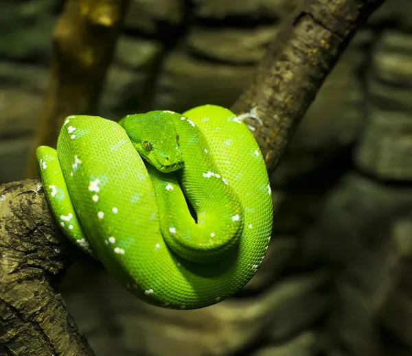 Green Boa Snake — Stock Photo © marimar8989 #2267549