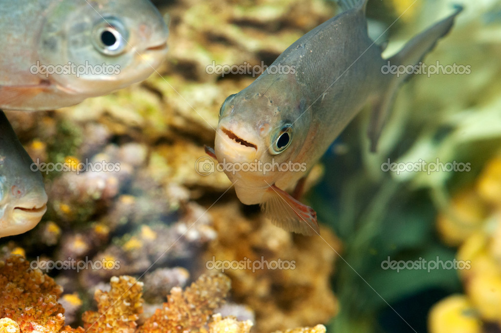 A dangerous piranha swimming in shallow water Stock Photo by ©DNKSTUDIO ...