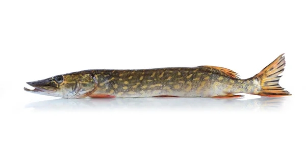 Pike Stock Photos, Royalty Free Pike Images | Depositphotos