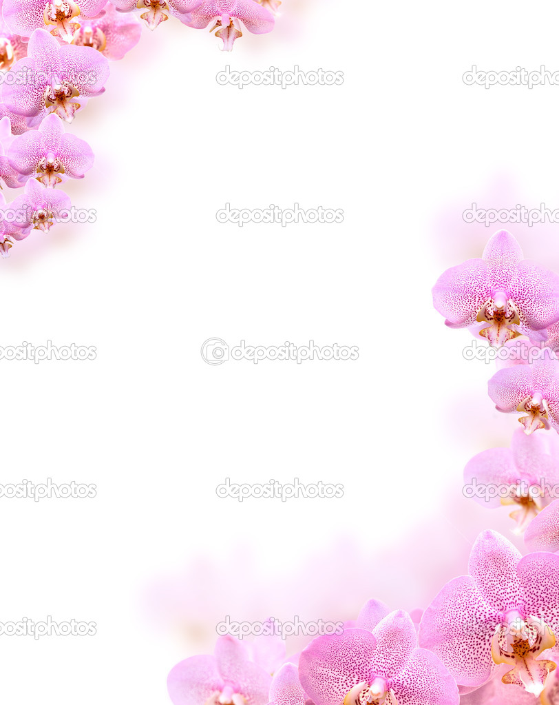 Orchid Border — Stock Photo © kvkirillov #37419821