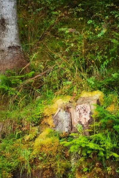 Suspension bridge ⬇ Stock Photo, Image by © sad444 #10806103