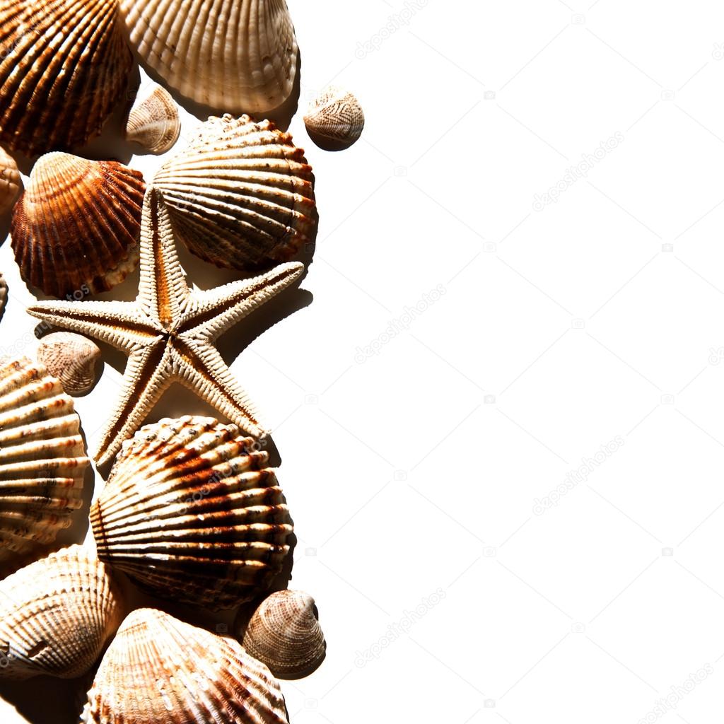 Sea shells and star Stock Photo by ©marylooo 27051999