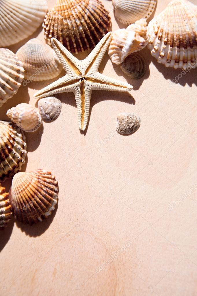 Sea shells and star closeup Stock Photo by ©marylooo 31180967