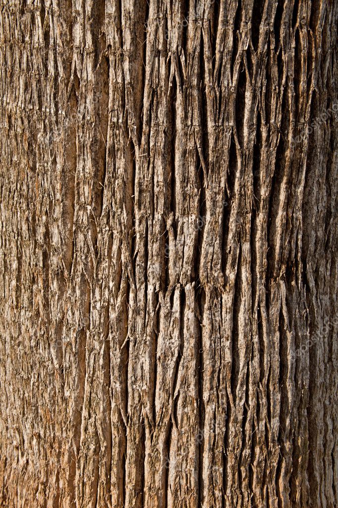 Old tree texture Stock Photo by ©marylooo 33046051
