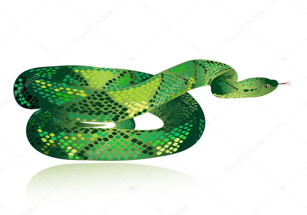 Beautiful green snake Stock Vector Image by ©Oksana #13562213