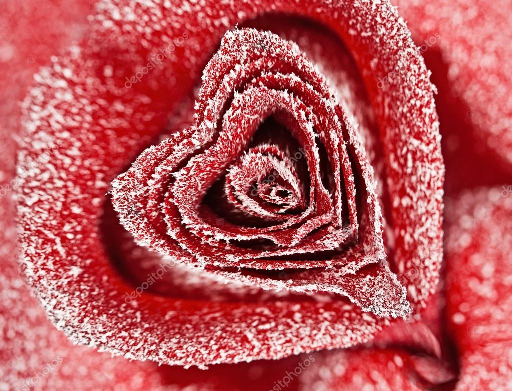 Frozen red Stock Photo by ©irogova 28852089
