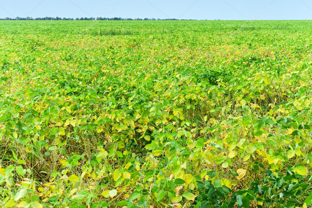 Soy bean field Stock Photo by ©MrHamster 42813945