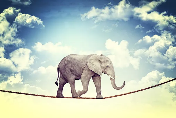 Elephant walking on rope — Stock Photo © SergeyNivens #29311419