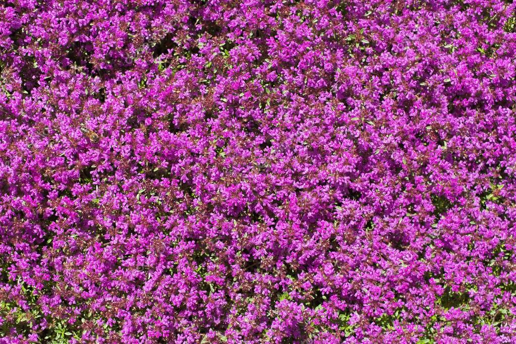 Vild timjan blommor. — Stockfotografi © janka3147 #26936461