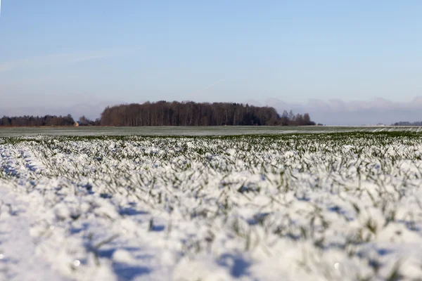 Winter field Stock Photos, Royalty Free Winter field Images | Depositphotos