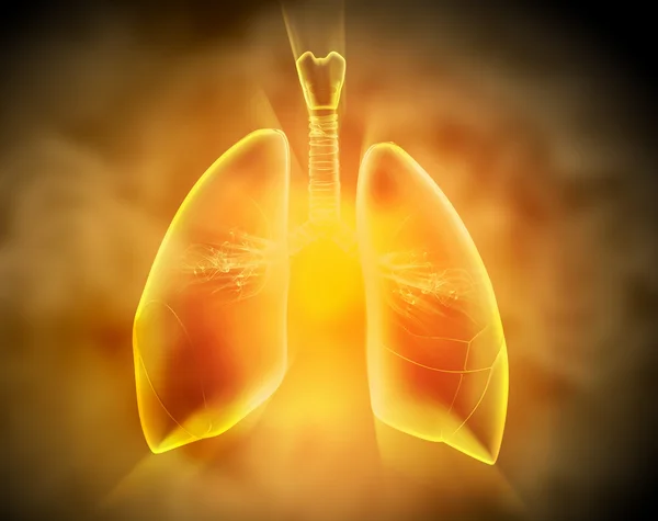 Schematic illustration of human lungs — Stock Photo © SergeyNivens ... Schematic illustration of human lungs — Stock Photo © SergeyNivens ...