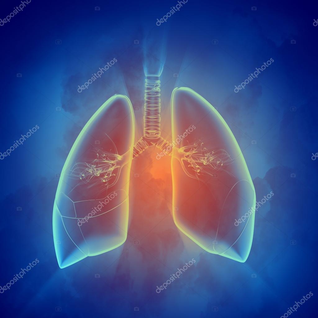 Schematic illustration of human lungs Stock Photo by ©SergeyNivens 26319243