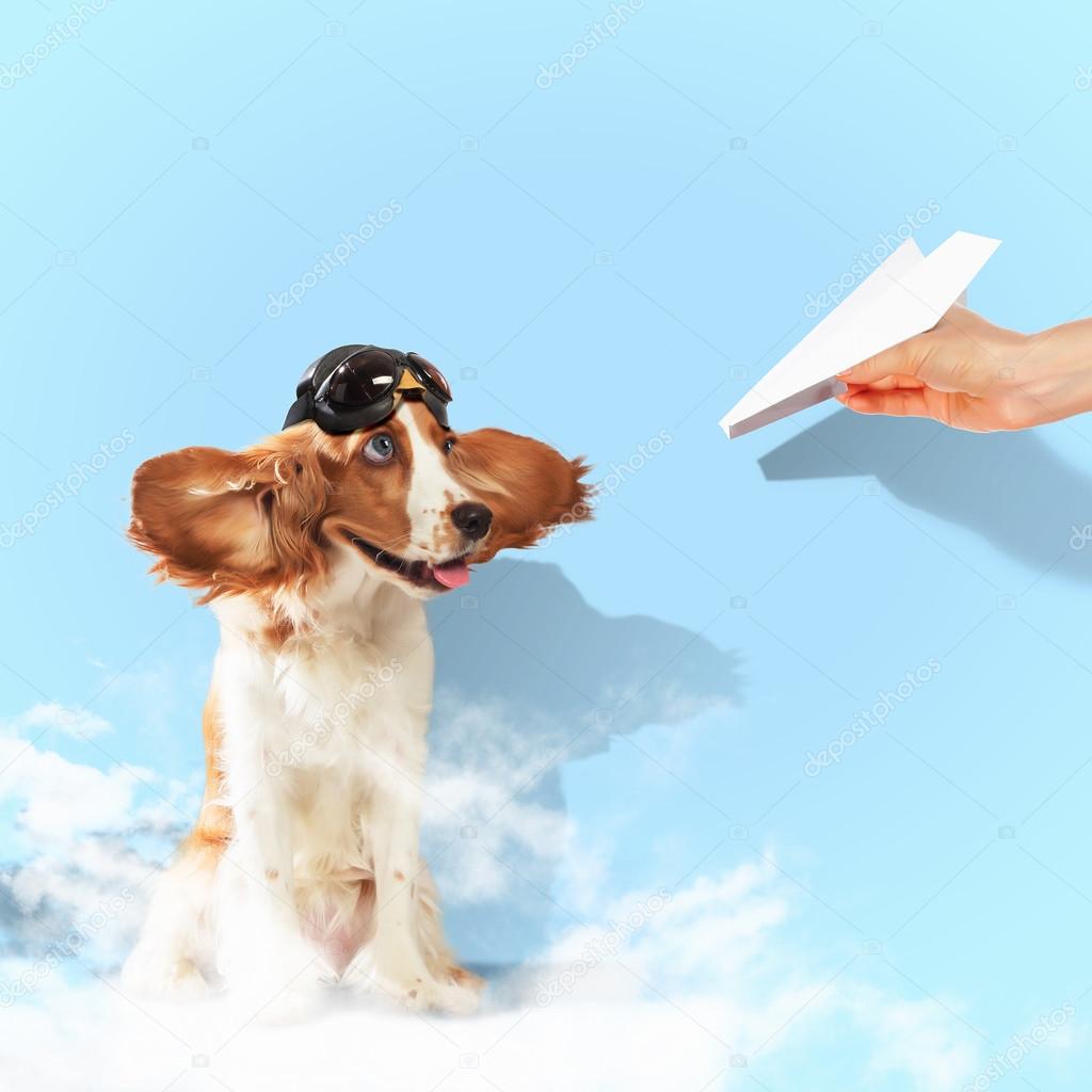 Funny spaniel dog Stock Photo by ©SergeyNivens 26418665