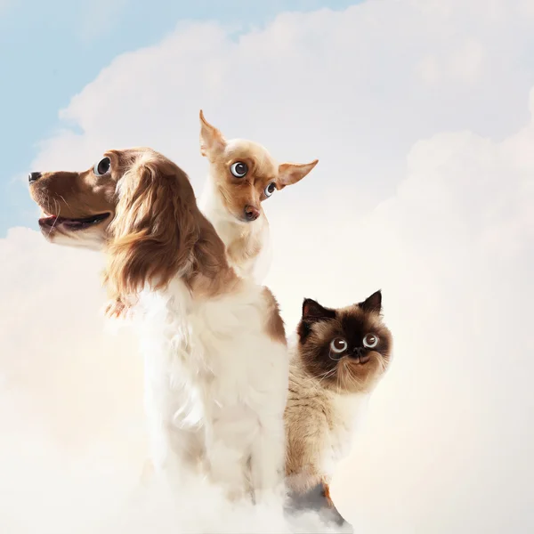 Three home pets — Stock Photo © SergeyNivens #26420565