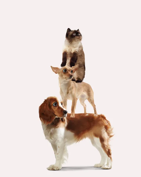 Three home pets — Stock Photo © SergeyNivens #26420565