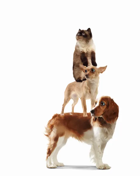 Three home pets — Stock Photo © SergeyNivens #26420565