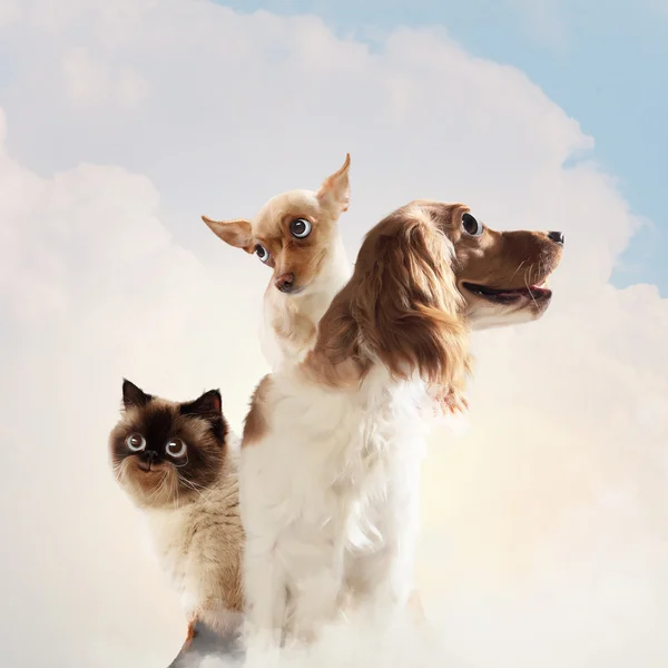 Three home pets — Stock Photo © SergeyNivens #26420565