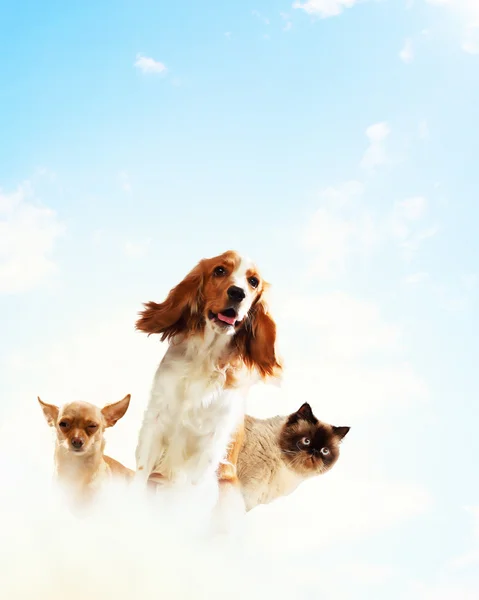 Three home pets — Stock Photo © SergeyNivens #26420565