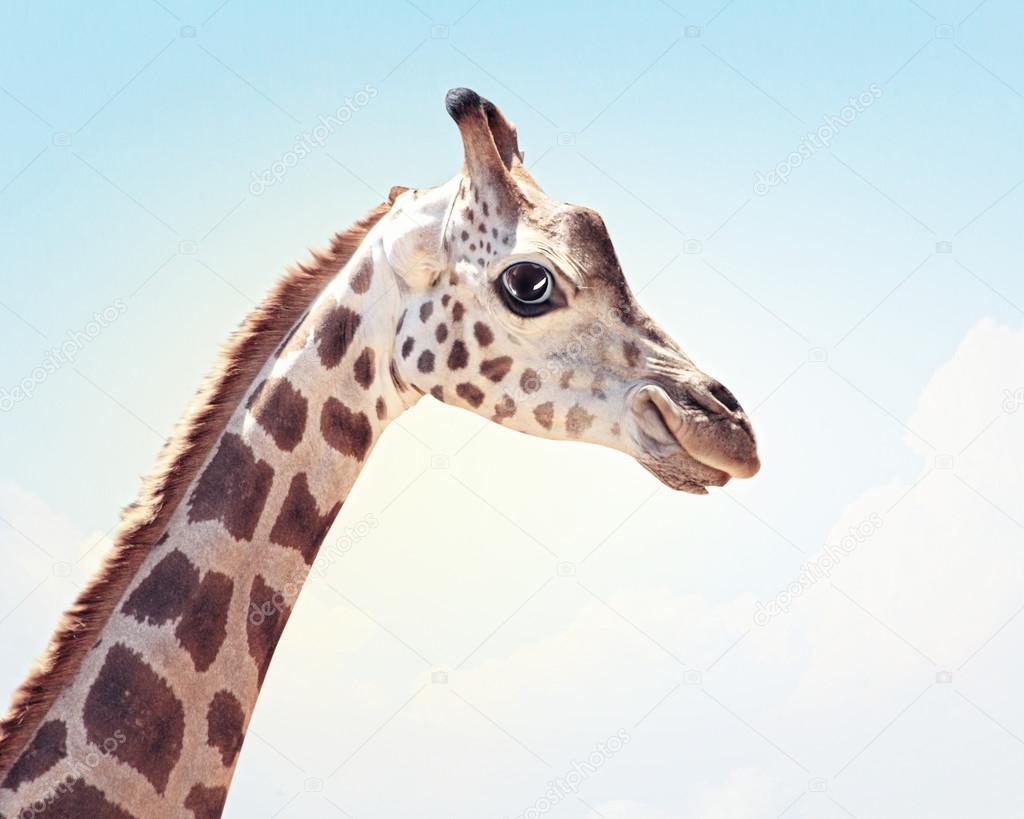 Muzzle fun spotted giraffe Stock Photo by ©SergeyNivens 26421135