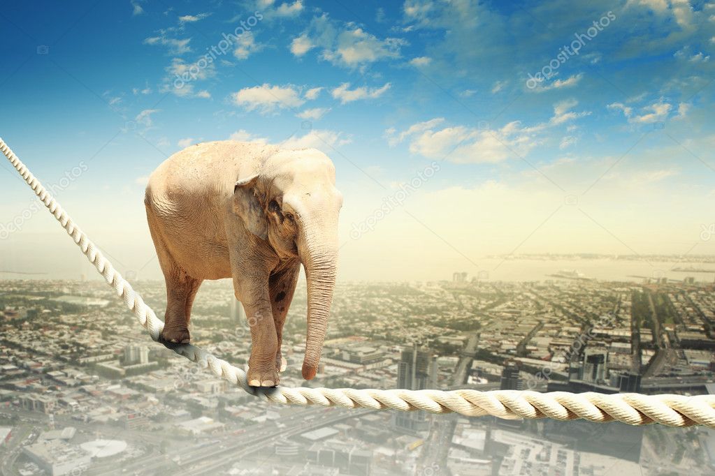 Elephant walking on rope — Stock Photo © SergeyNivens #29311419