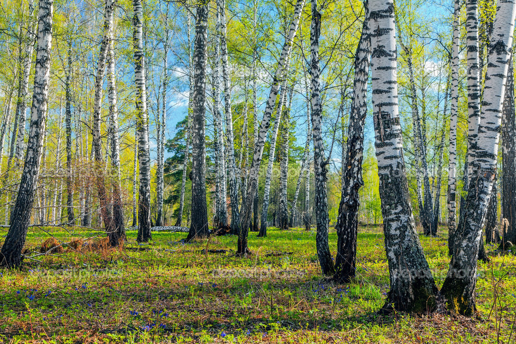 Spring Forest. — Stock Photo © Winston #34848009