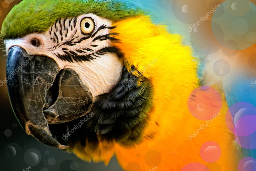 Colorful Parrot — Stock Photo © annabelle496 #12101598