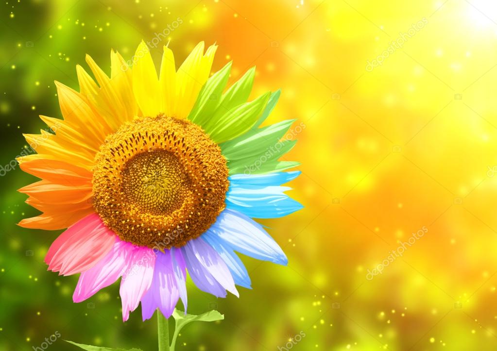 Sunflower painted in different colors Stock Photo by ©frenta 20110493