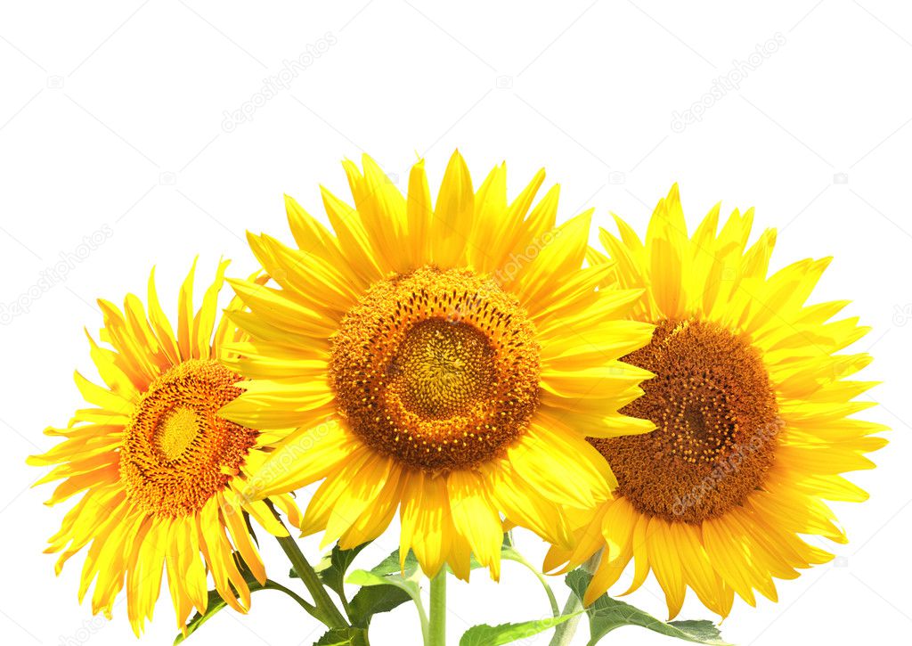 Three sunflowers Stock Photo by ©frenta 49464509