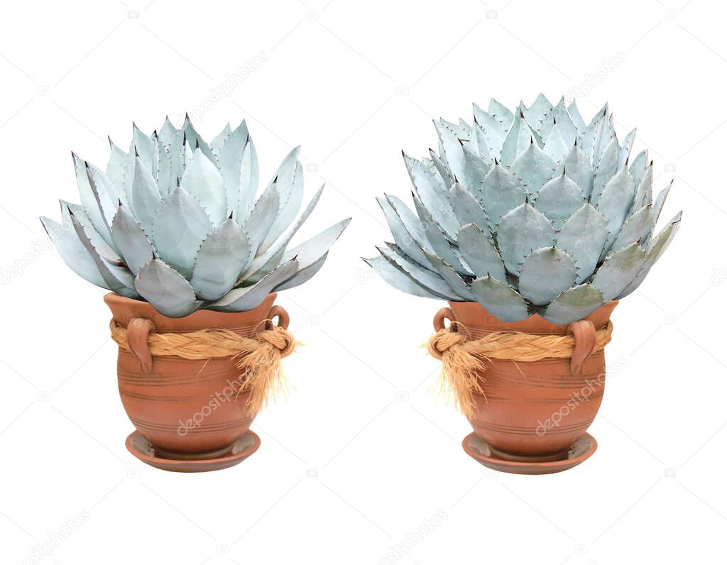 Planta tropical suculenta Agava Potatorum (Verschaffelt agave). Planta ...