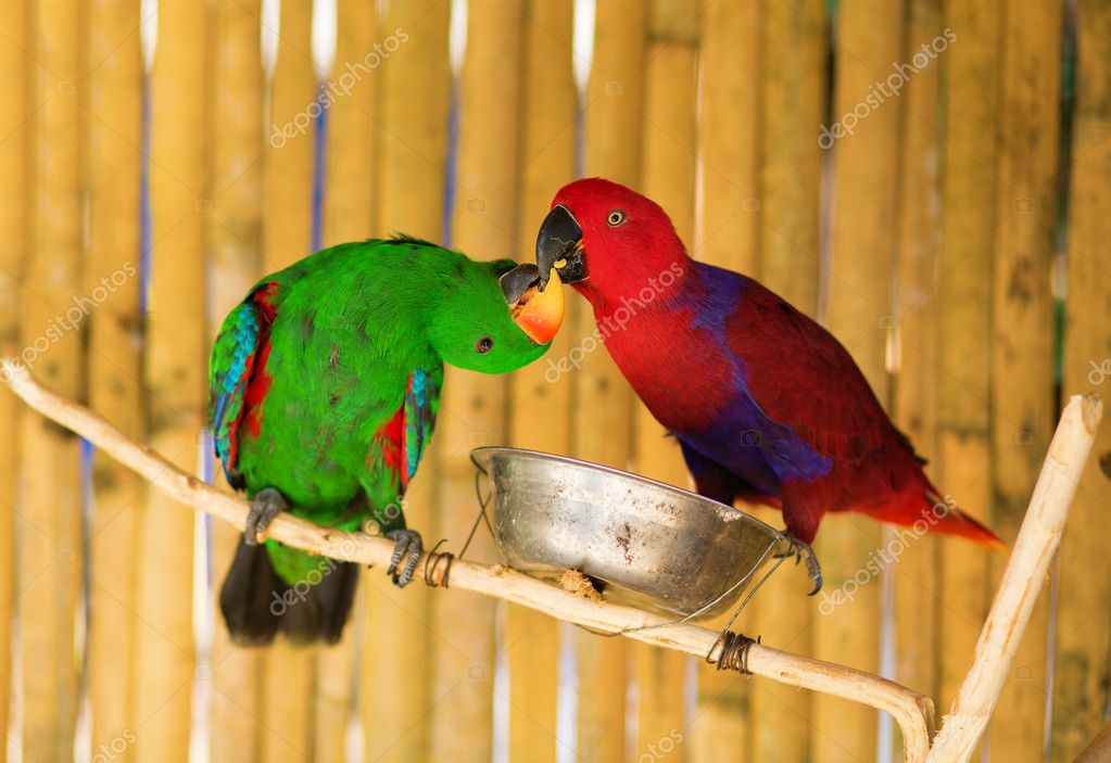 Two parrots Stock Photo by ©encrier 32921599