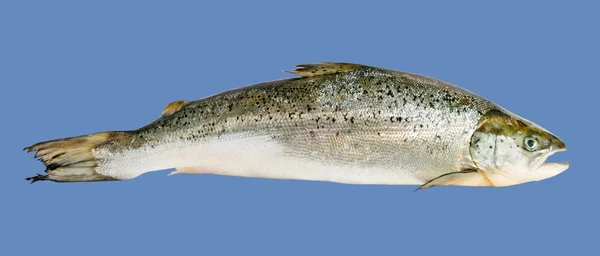 Fat fish Stock Photos, Royalty Free Fat fish Images | Depositphotos