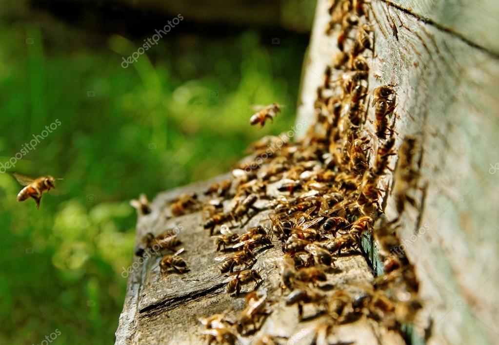 Bees at the beehive. Stock Photo by ©Ratikova 30659791