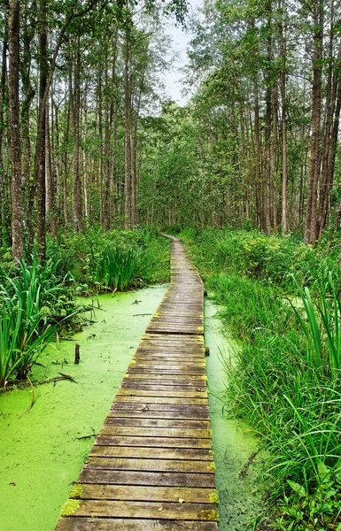 Beautiful path in swamps Stock Photos, Royalty Free Beautiful path in ...