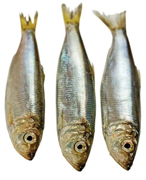 Three sardines Stock Photos, Royalty Free Three sardines Images ...