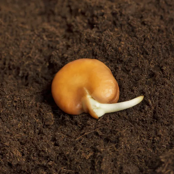 Big seed Stock Photos, Royalty Free Big seed Images | Depositphotos