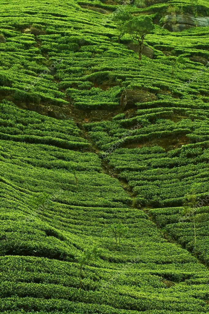 Beautiful green background tea plantation Stock Photo by ©Shenki 39845301