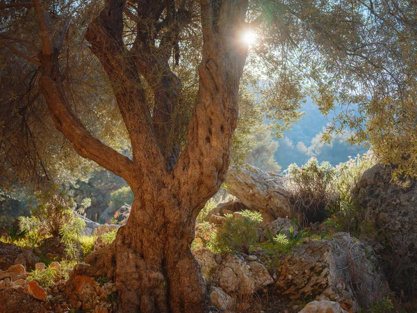 Olive tree israel Stock Photos, Royalty Free Olive tree israel Images ...