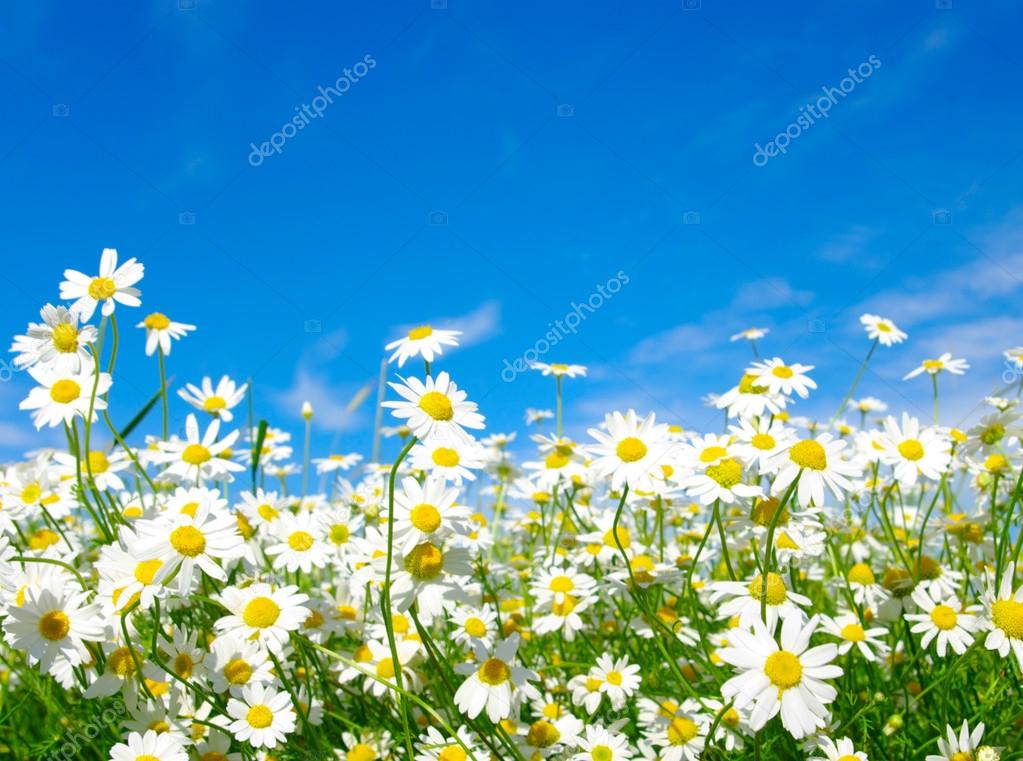 White daisies — Stock Photo © Ale-ks #18604913