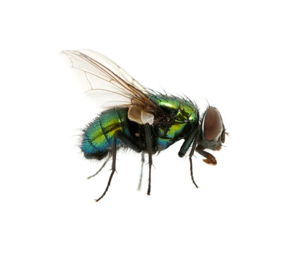 Flying house fly in extreme close up — Stock Photo © gewoldi #6241392