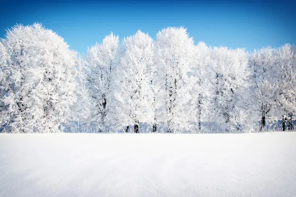 Frosted tree Stock Photos, Royalty Free Frosted tree Images ...