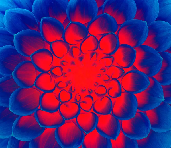 Dark blue fire flower Stock Photo by ©Ale-ks 20134523