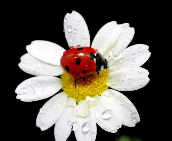 Ladybird clipart Stock Photos, Royalty Free Ladybird clipart Images ...