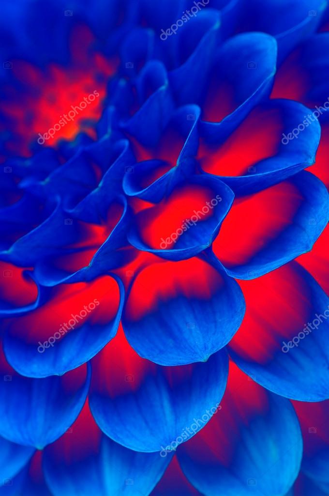 Dark blue fire flower Stock Photo by ©Ale-ks 20134523