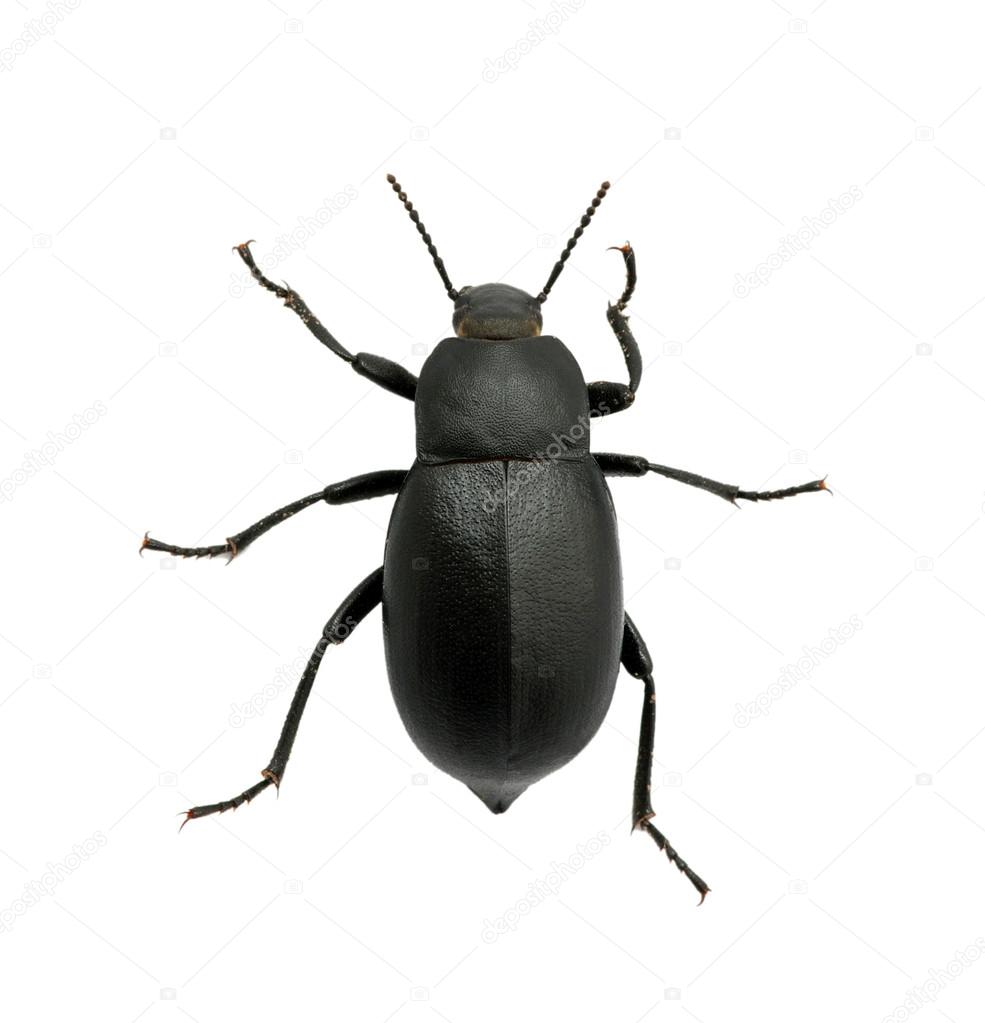 Fekete bogár — Stock Fotó © Ale-ks #21349495