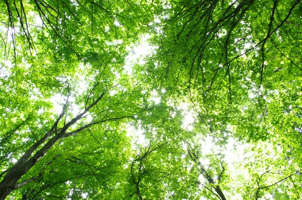 Bosque arboles Stock Photos, Royalty Free Bosque arboles Images ...