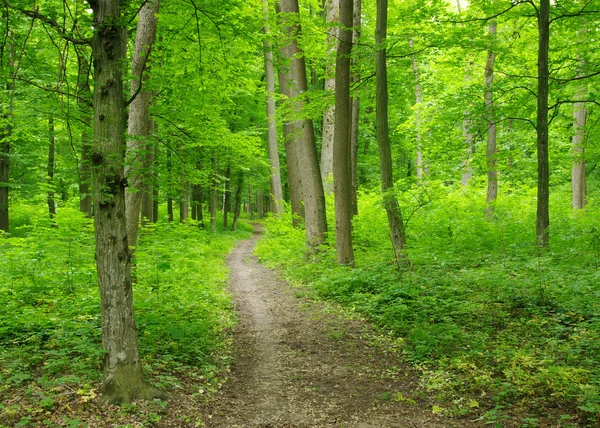 Green forest with path, trees and sun Stock Photo by ©dovapi 282708508