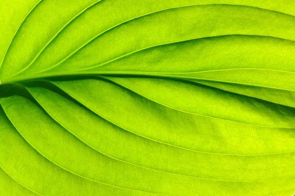 Plant microscope Stock Photos, Royalty Free Plant microscope Images ...