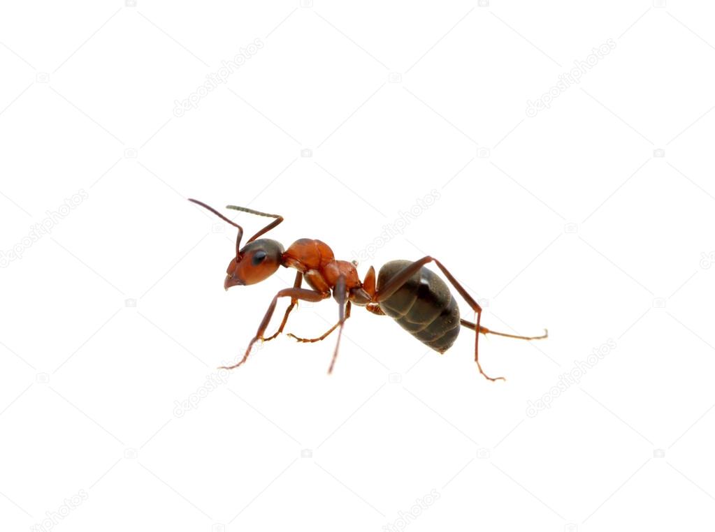 Ant on white Stock Photo by ©Ale-ks 23223626
