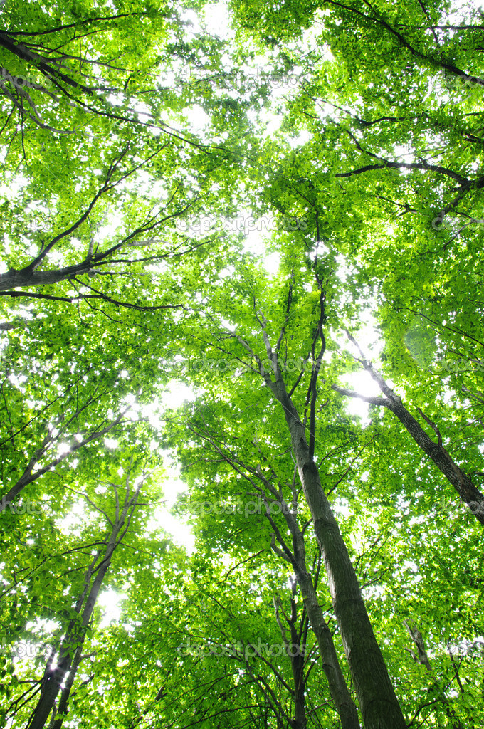 Trees Stock Photo by ©Ale-ks 25247875