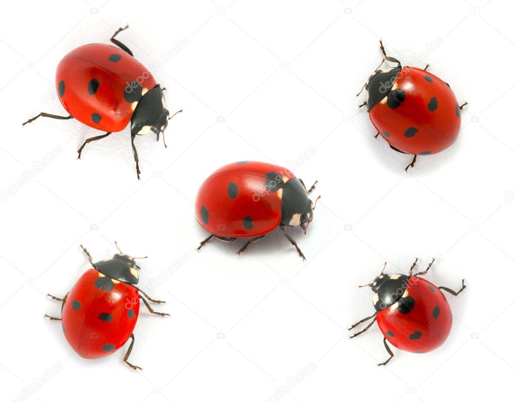Collection of ladybugs — Stock Photo © Ale-ks #25999715